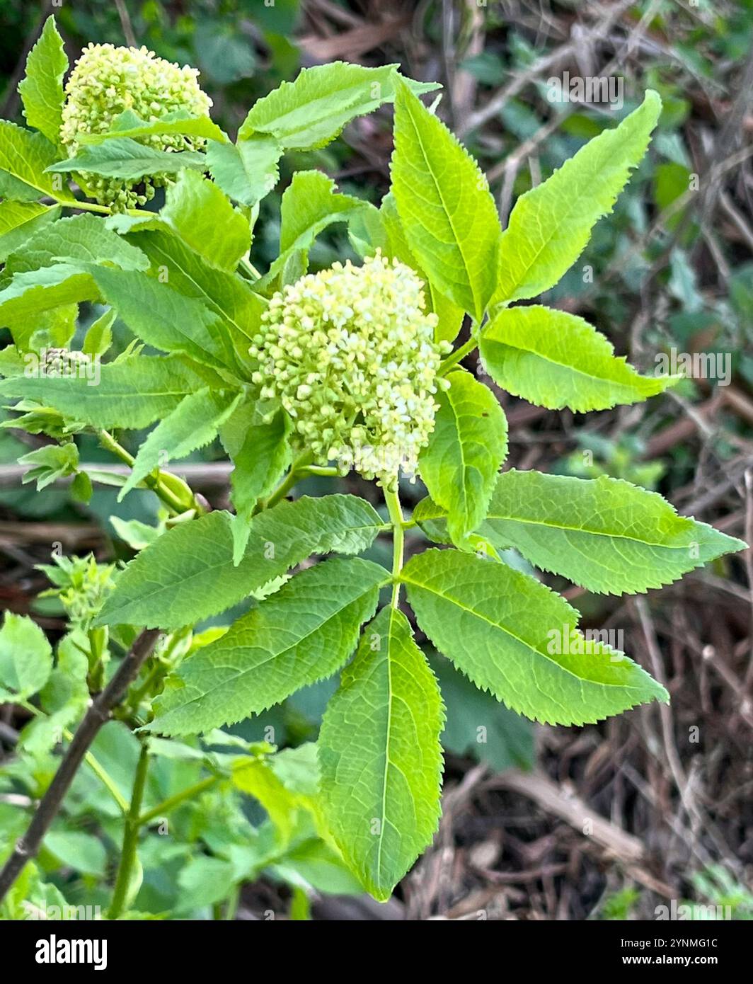 red-berried elder (Sambucus racemosa Stock Photo - Alamy