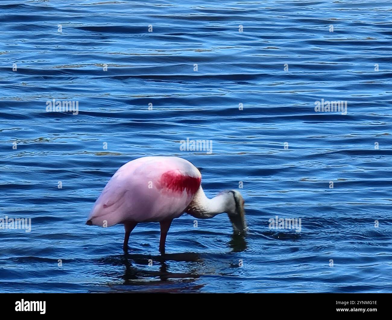 Roseate Spoonbill (Platalea ajaja Stock Photo - Alamy