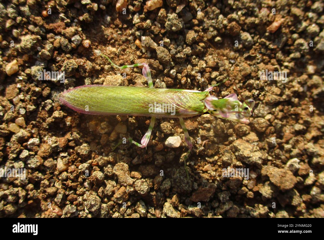 African False Flower Mantis (Harpagomantis tricolor Stock Photo - Alamy