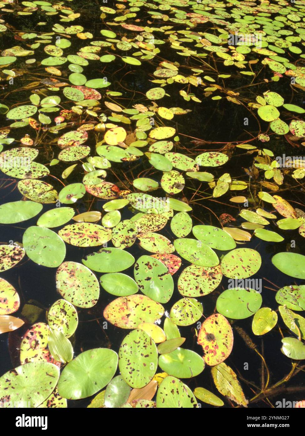 Watershield (Brasenia schreberi Stock Photo - Alamy