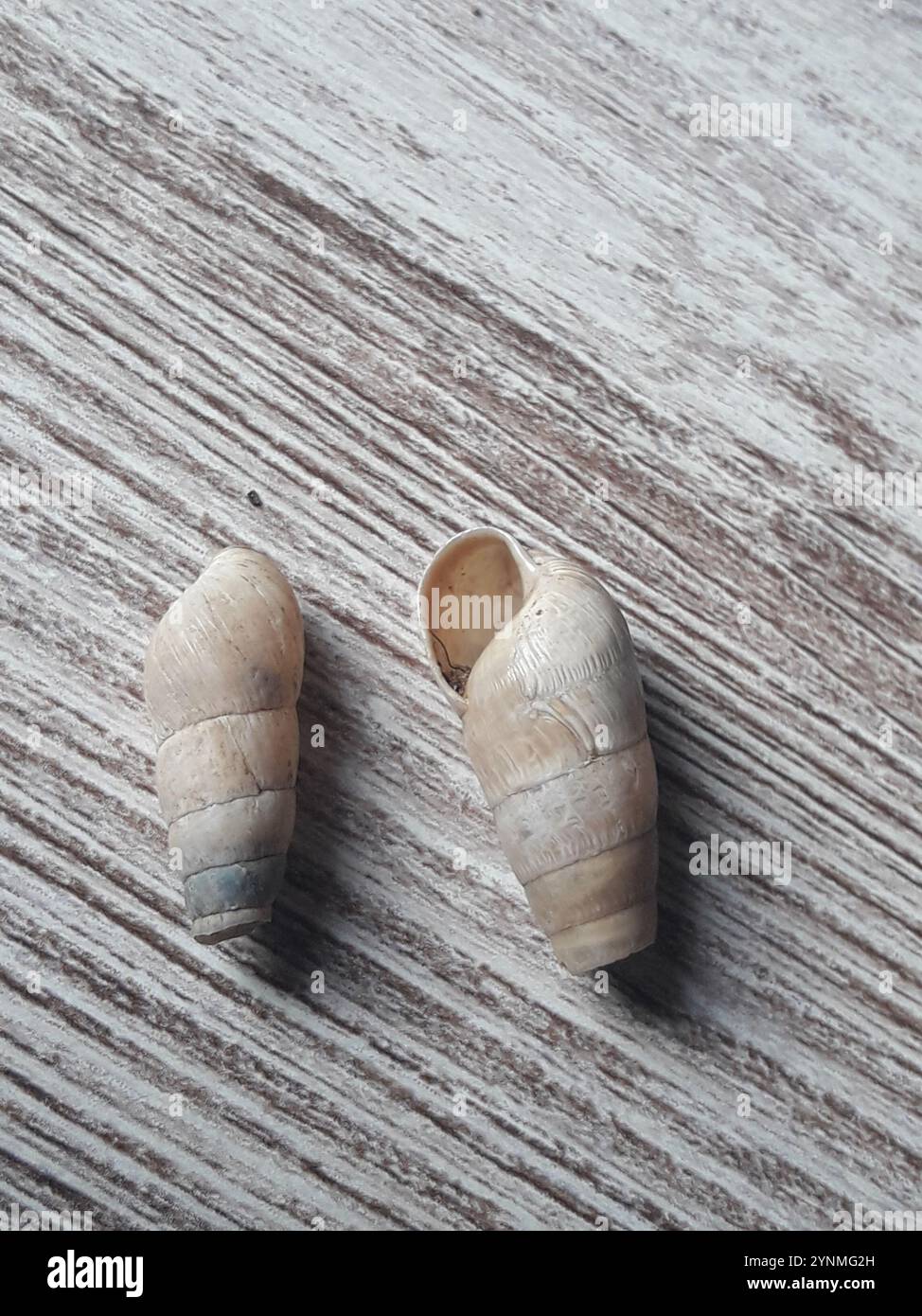 Decollate Snail (Rumina decollata Stock Photo - Alamy
