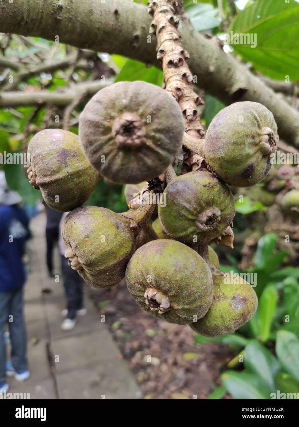 Roxburgh fig ficus auriculata hi-res stock photography and images - Alamy