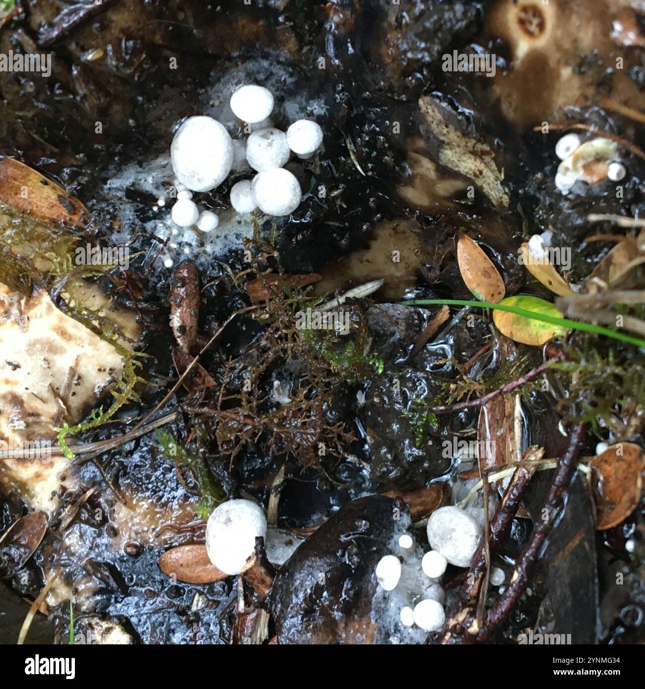 Grey Jockey (Asterophora mirabilis Stock Photo - Alamy