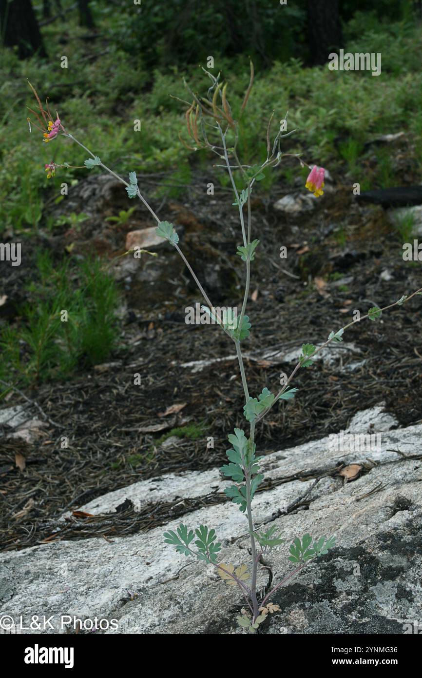 rock harlequin (Capnoides sempervirens Stock Photo - Alamy
