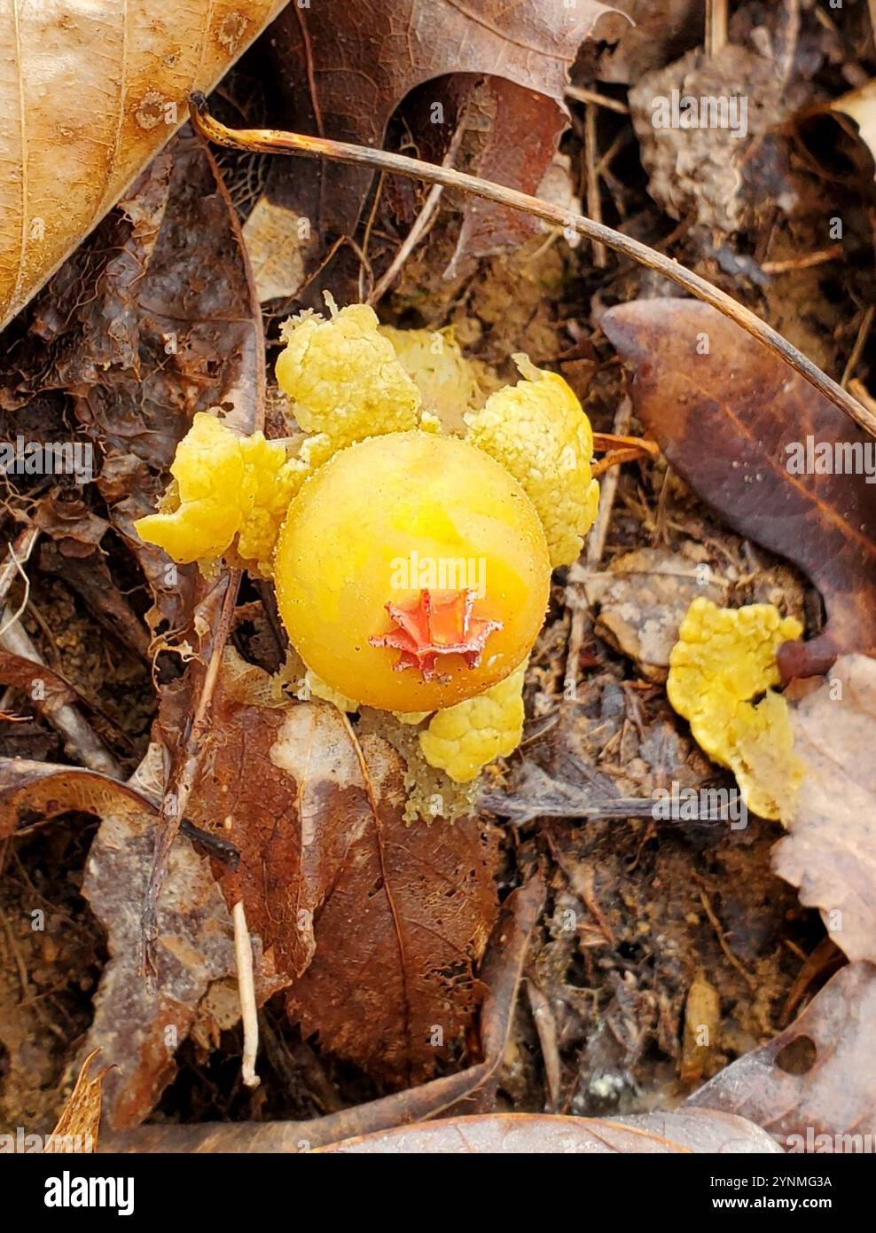 Calostoma lutescens hi-res stock photography and images - Alamy
