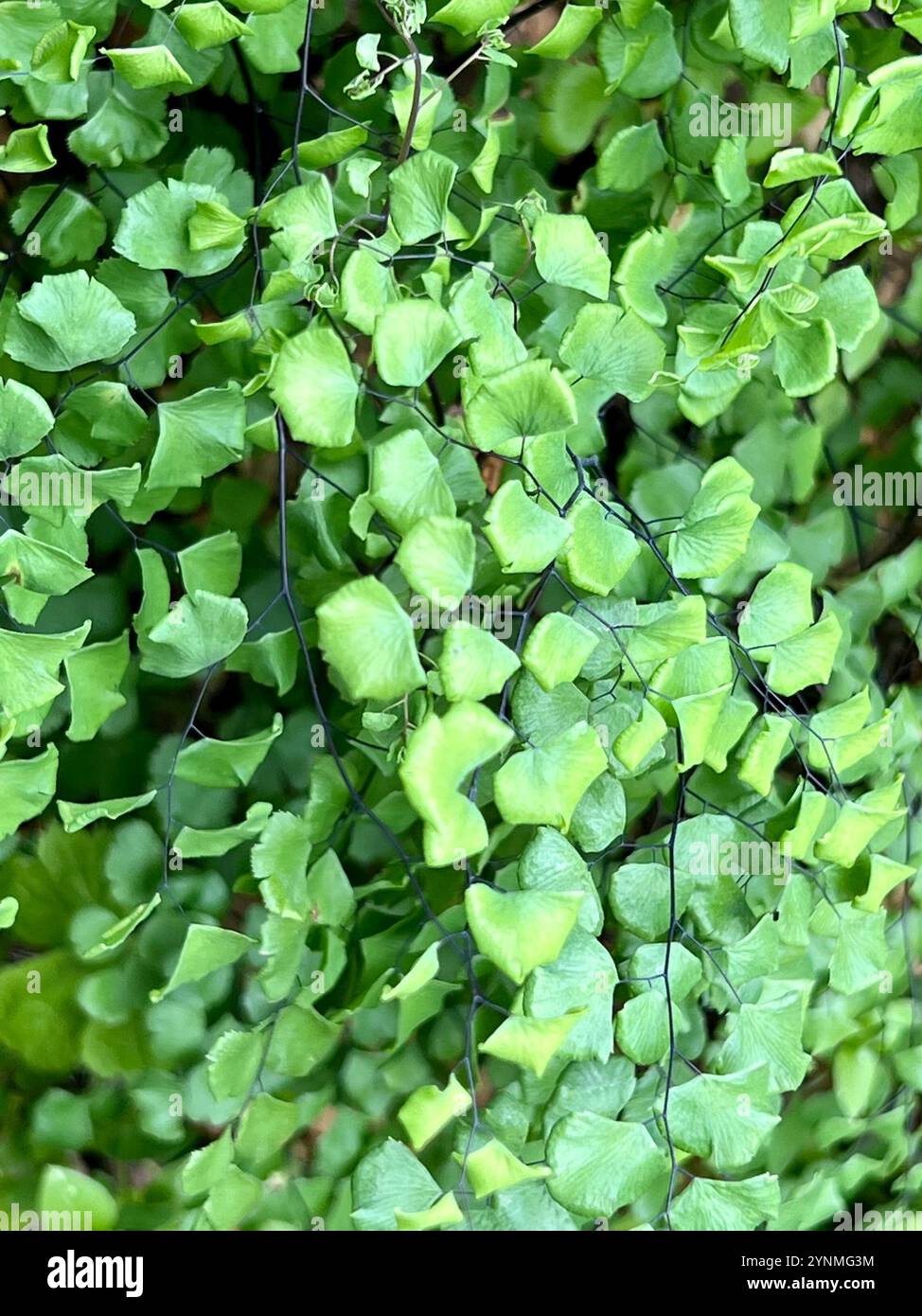 California Maidenhair Fern (Adiantum jordanii Stock Photo - Alamy