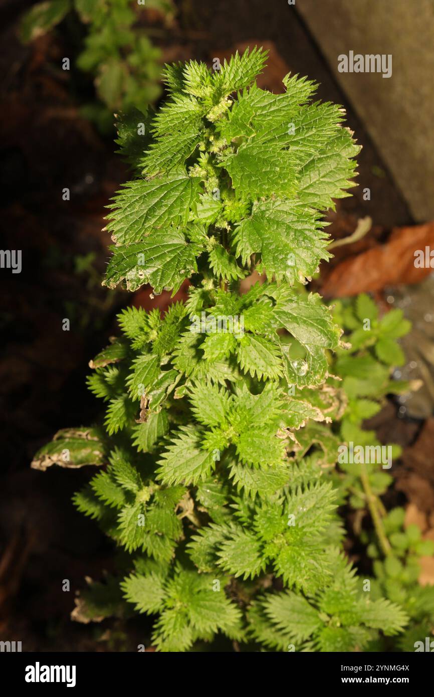Dwarf Nettle (Urtica urens Stock Photo - Alamy