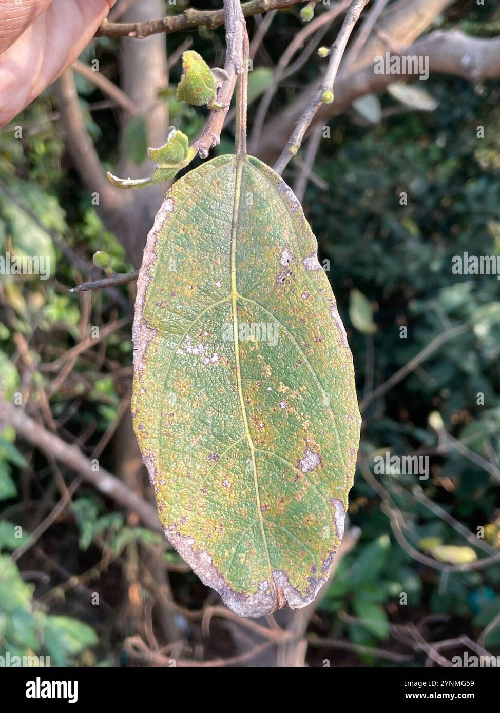 sandpaper tree (Ficus exasperata Stock Photo - Alamy