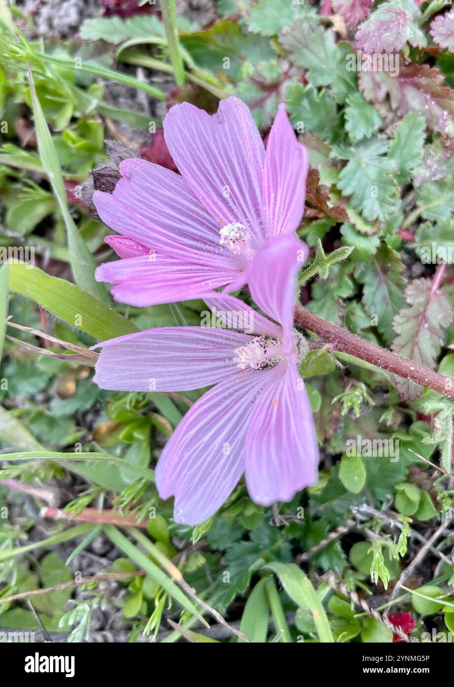 checkerbloom (Sidalcea malviflora Stock Photo - Alamy