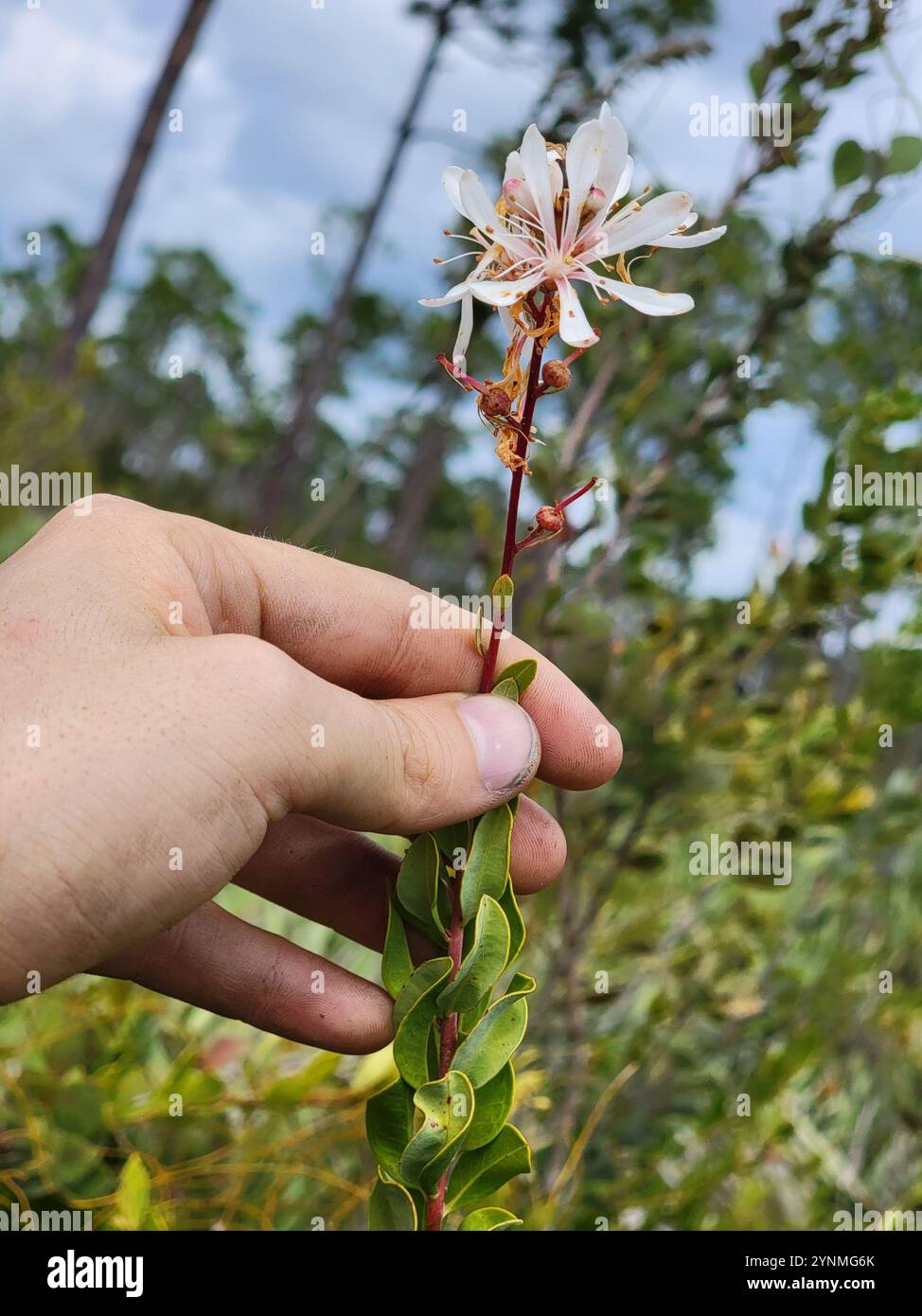 Tarflower (Bejaria racemosa Stock Photo - Alamy