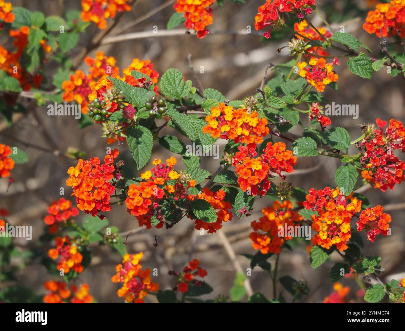 Texas lantana (Lantana urticoides Stock Photo - Alamy