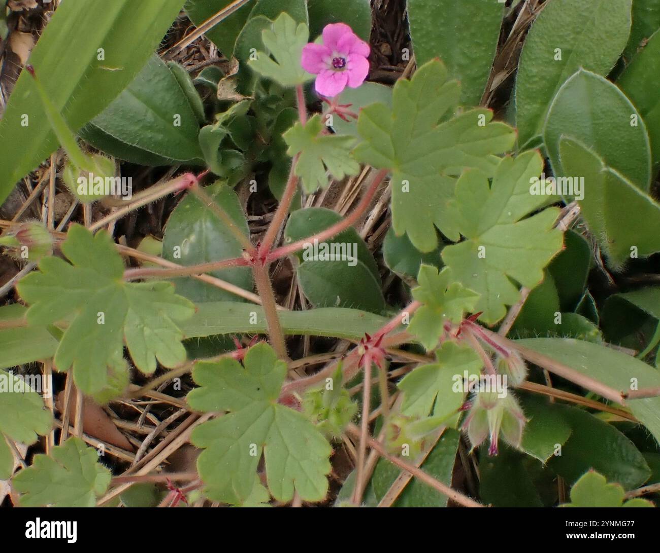 Round-leaved Crane's-bill (Geranium rotundifolium Stock Photo - Alamy