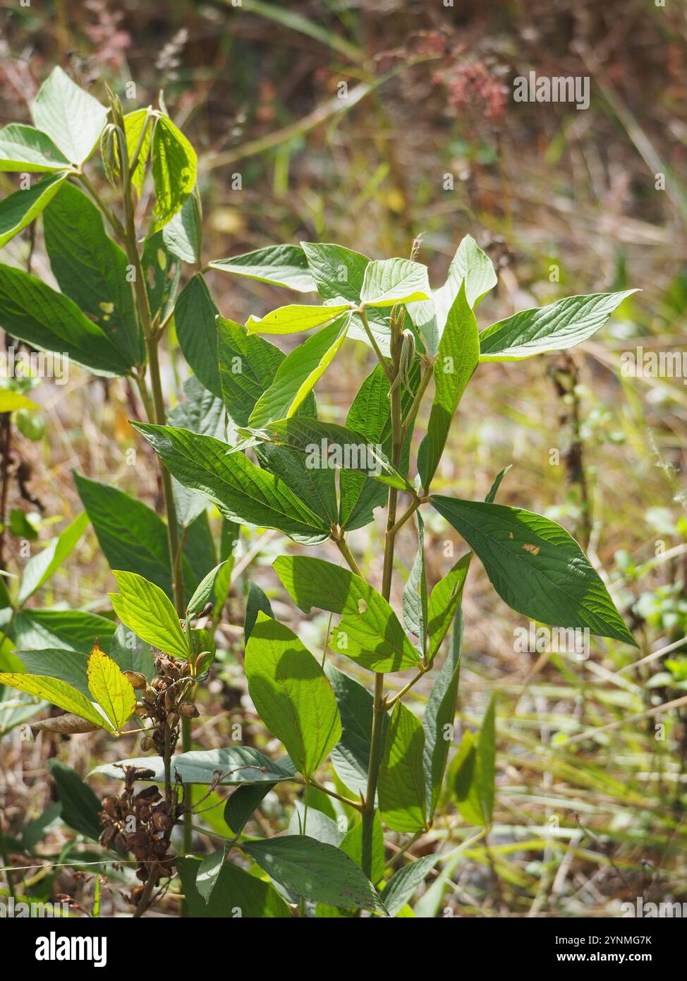 Flemingia hi-res stock photography and images - Alamy