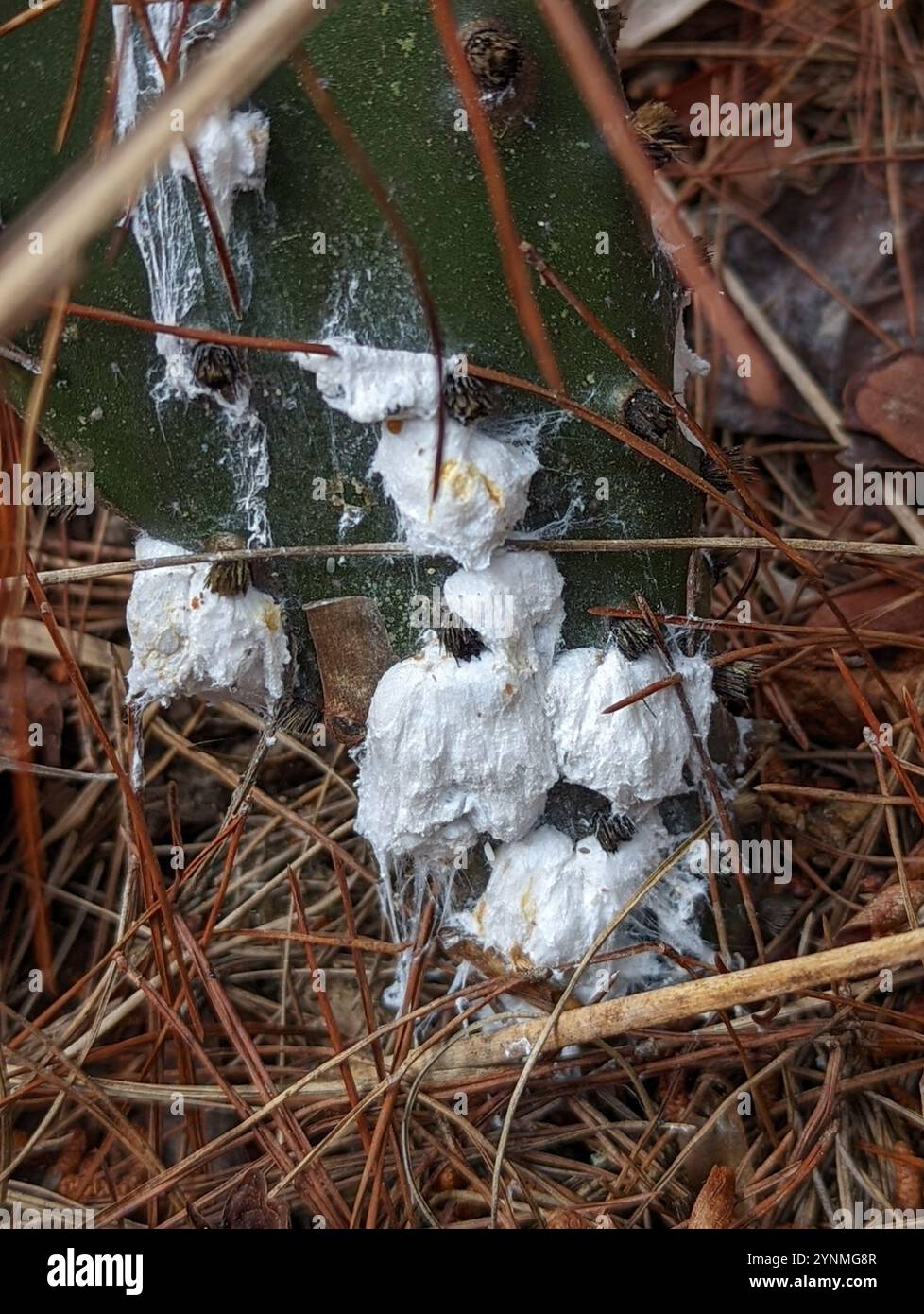 American cochineal bug (Dactylopius confusus Stock Photo - Alamy