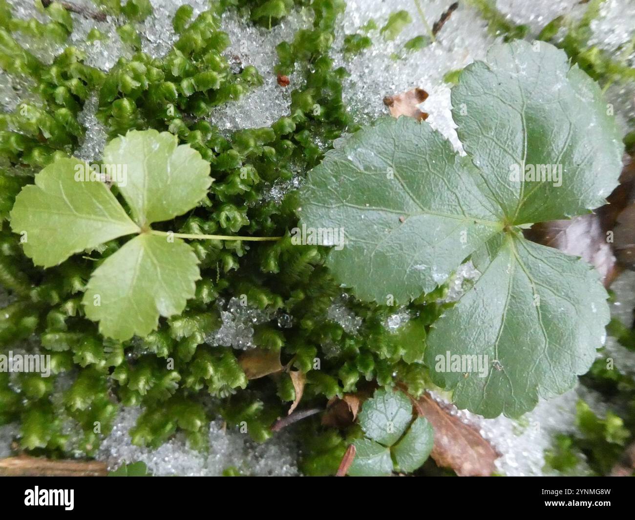 threeleaf goldthread (Coptis trifolia Stock Photo - Alamy