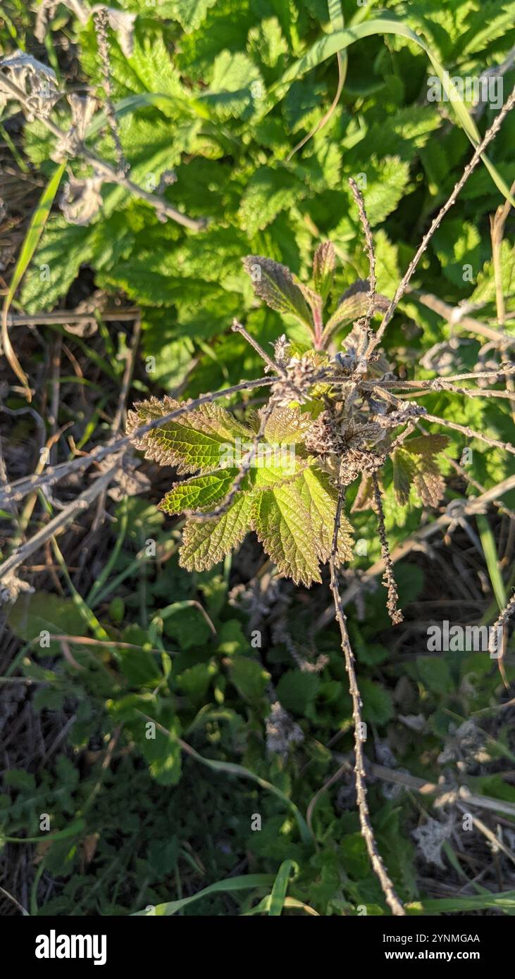 western vervain (Verbena lasiostachys Stock Photo - Alamy