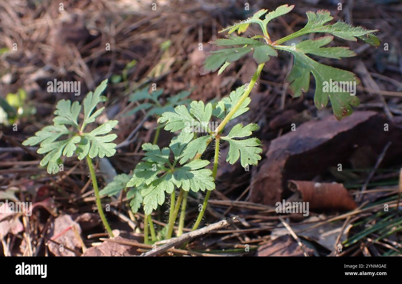 Little robin geranium hi-res stock photography and images - Alamy