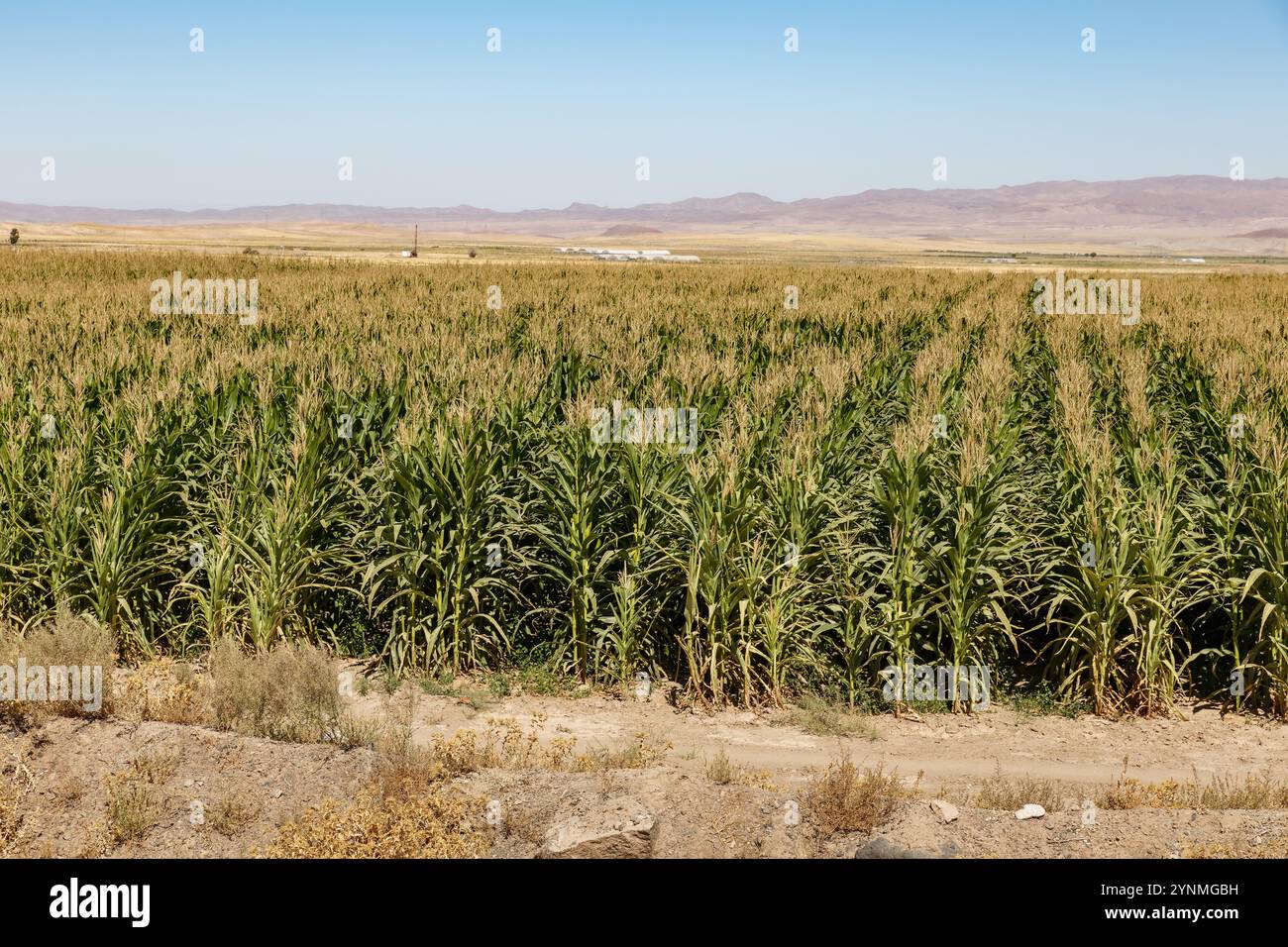 Lush corn plants stretch hi-res stock photography and images - Alamy