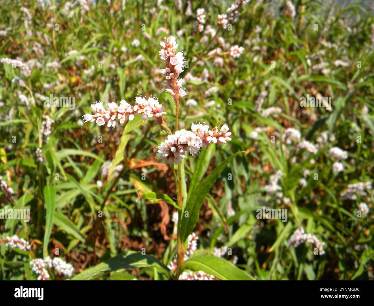 Bristly Snakeroot (Persicaria madagascariensis Stock Photo - Alamy