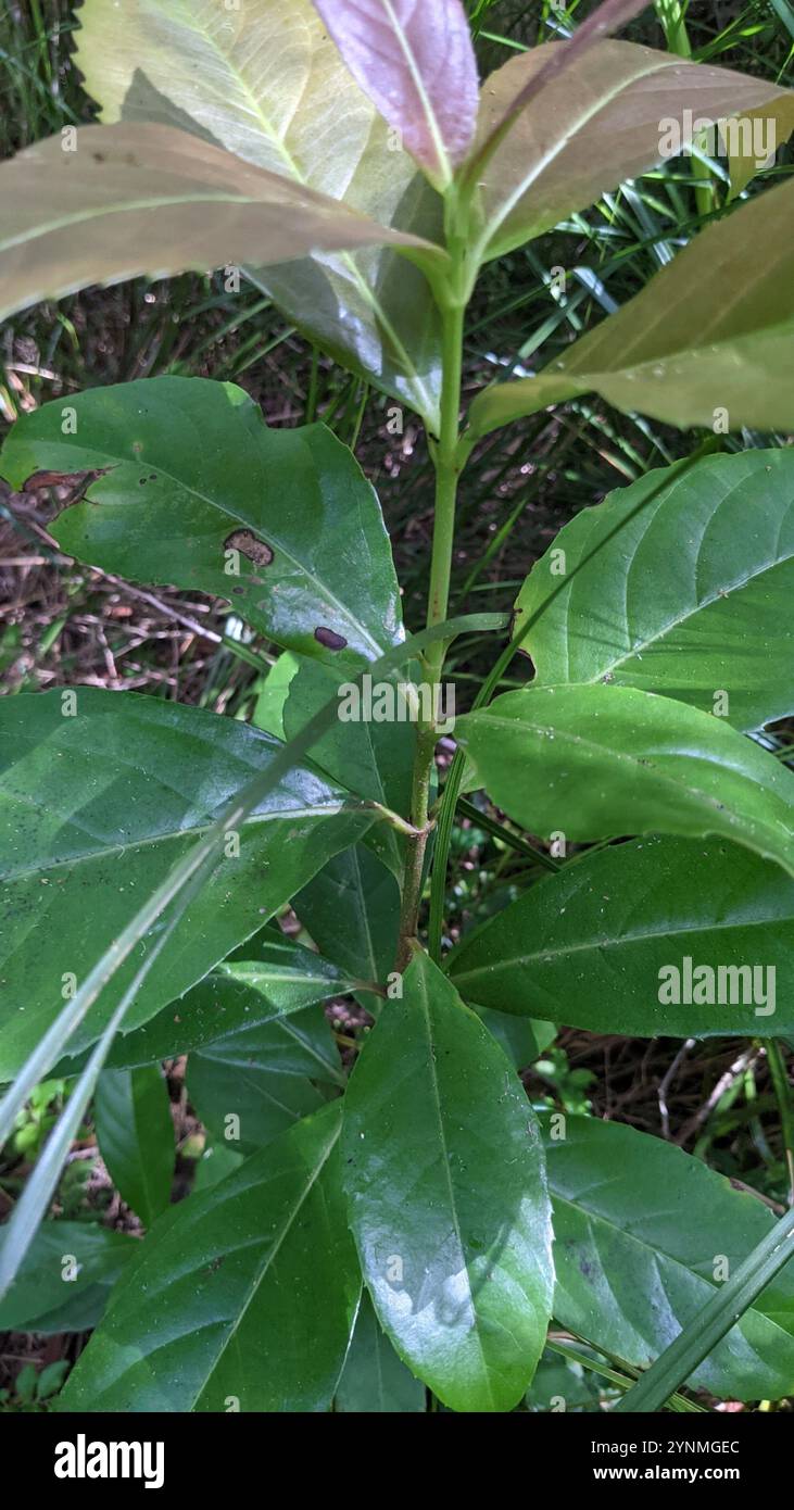Sweet viburnum (Viburnum odoratissimum Stock Photo - Alamy