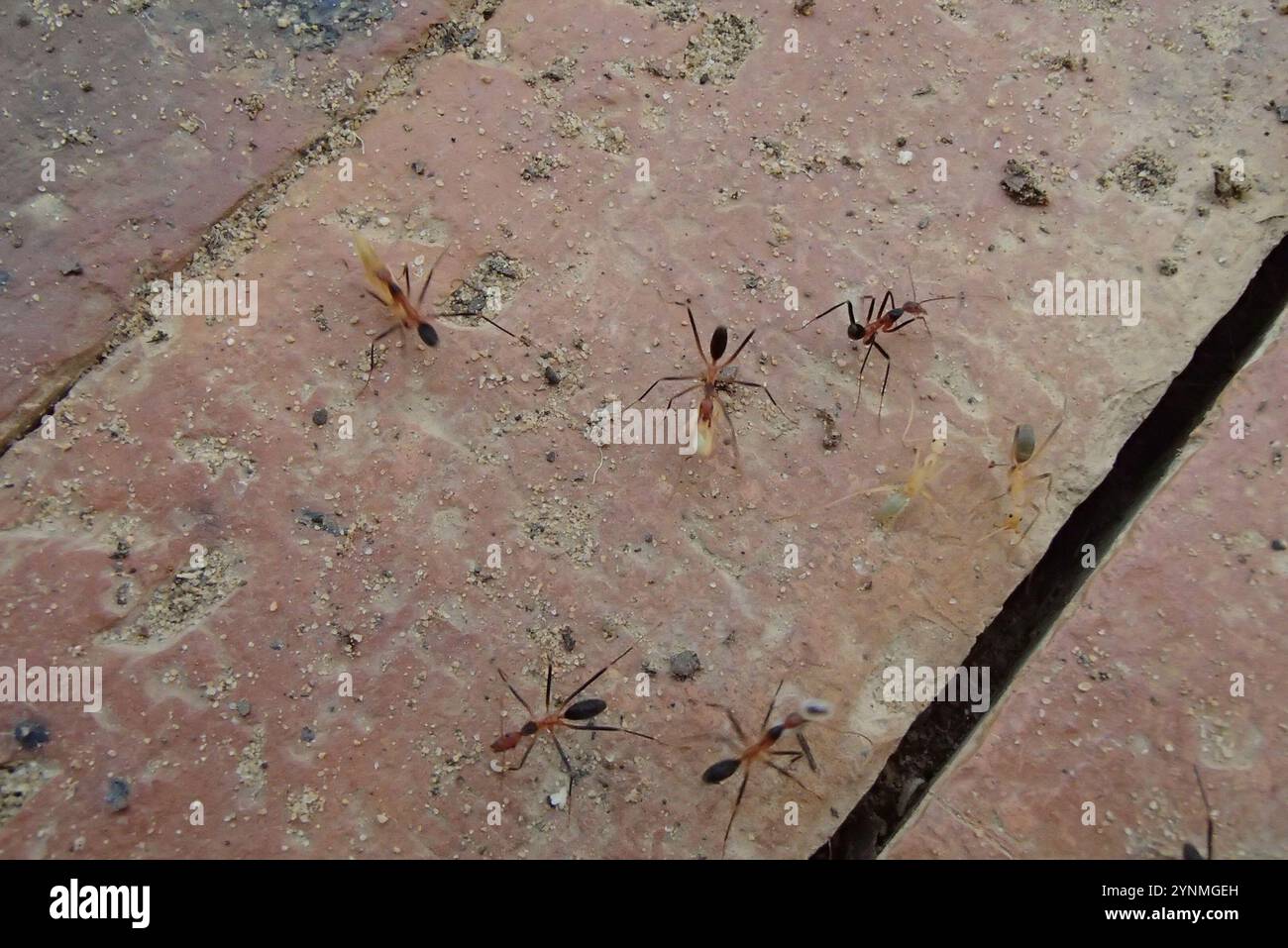 Spider Ants (Leptomyrmex Stock Photo - Alamy