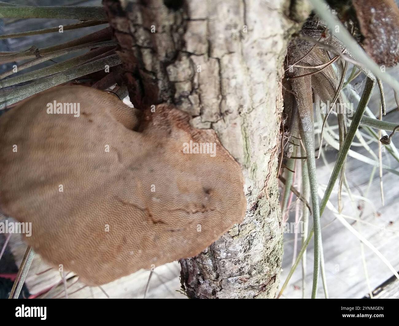 Hairy Hexagonia (Hexagonia hydnoides Stock Photo - Alamy