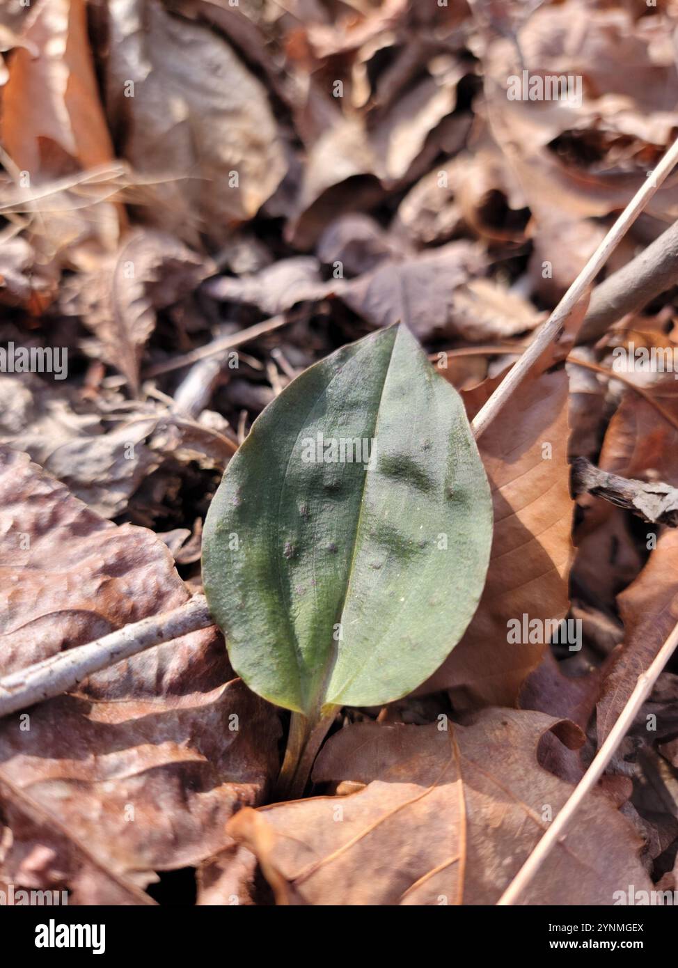 crane-fly orchid (Tipularia discolor Stock Photo - Alamy
