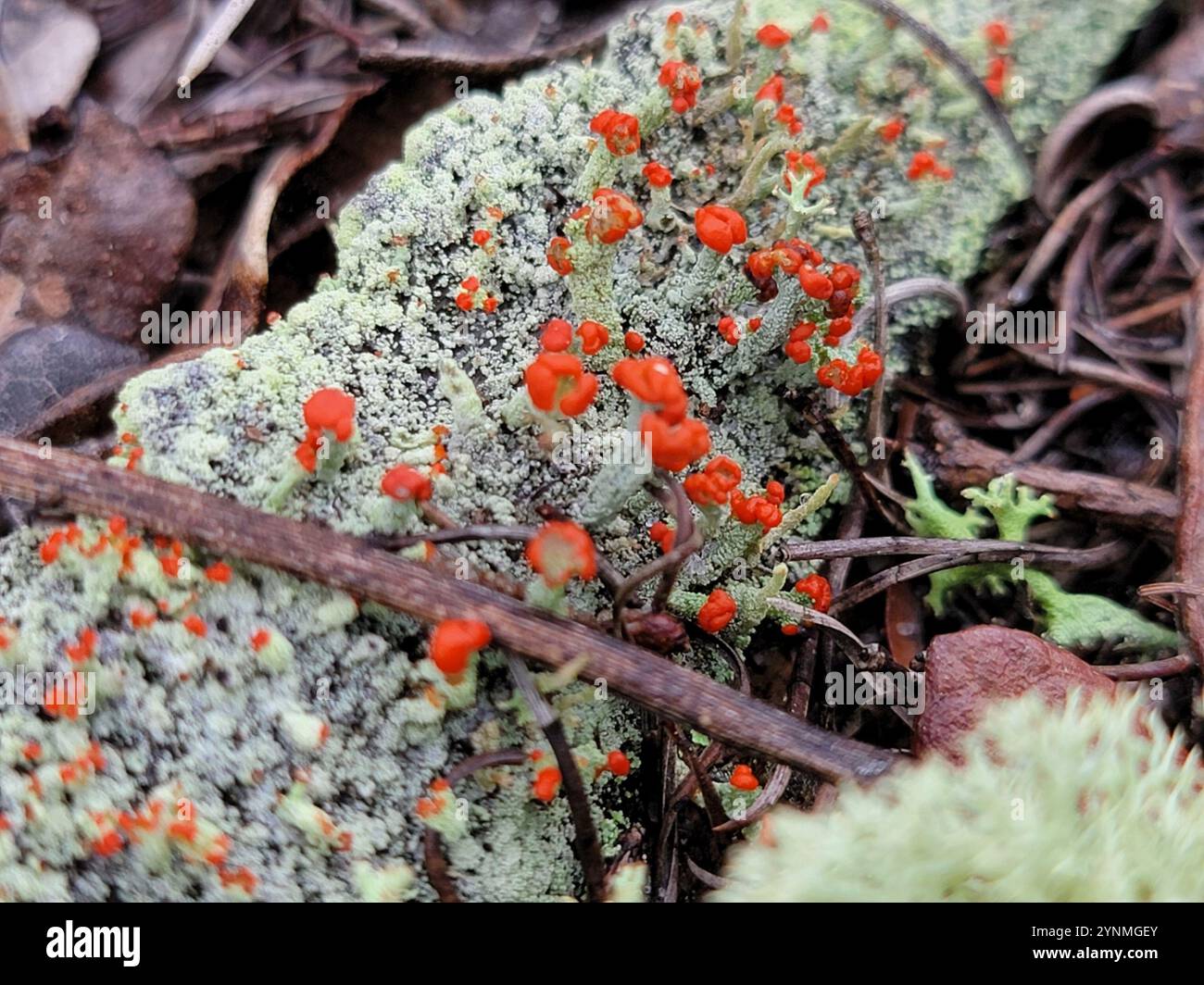 pixie cup and reindeer lichens (Cladonia Stock Photo - Alamy