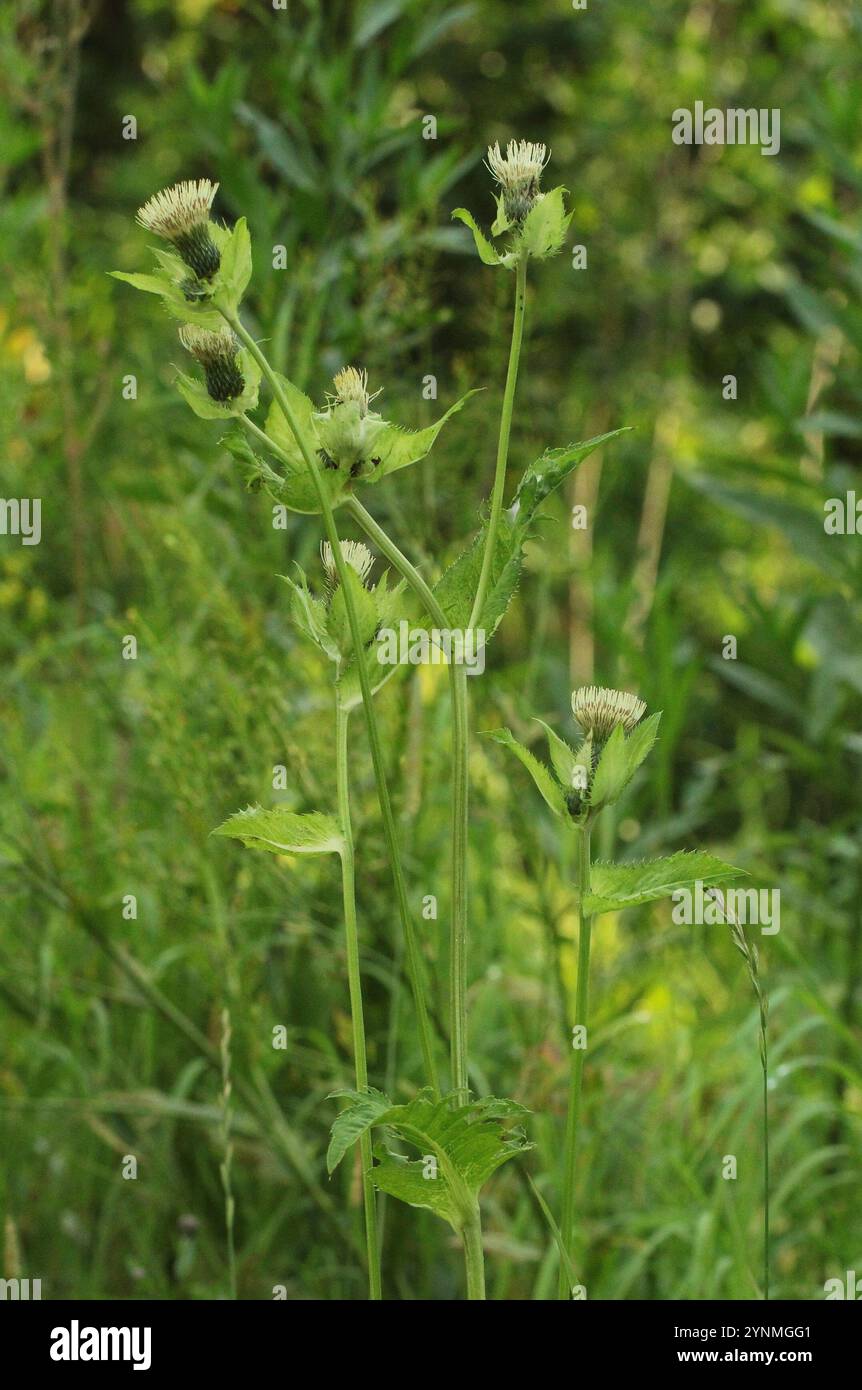 Cabbage Thistle (Cirsium oleraceum Stock Photo - Alamy