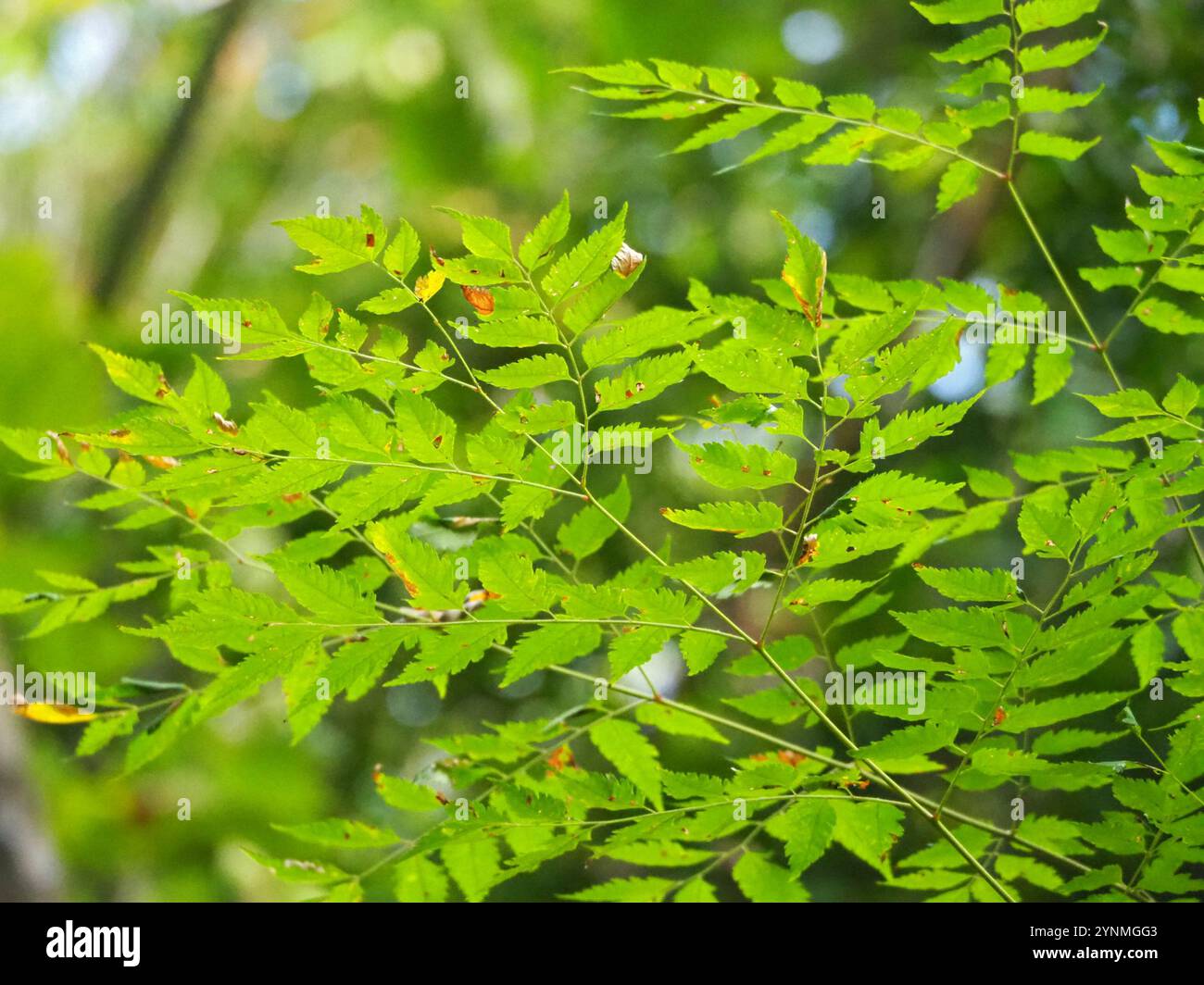 Flamegold Rain Tree (Koelreuteria elegans formosana Stock Photo - Alamy