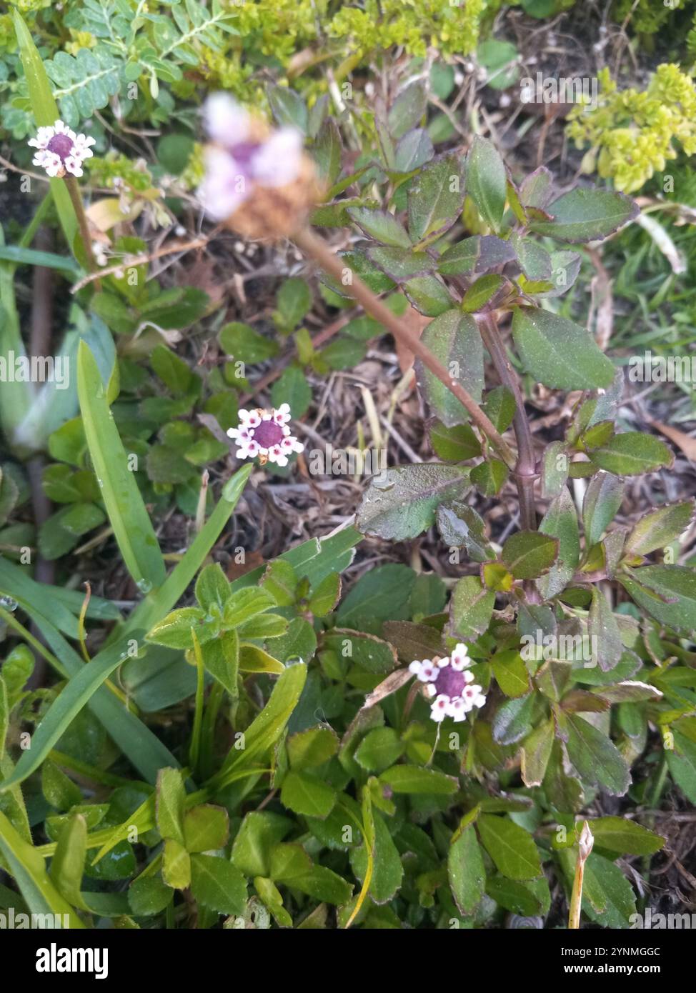 turkey tangle frogfruit (Phyla nodiflora Stock Photo - Alamy