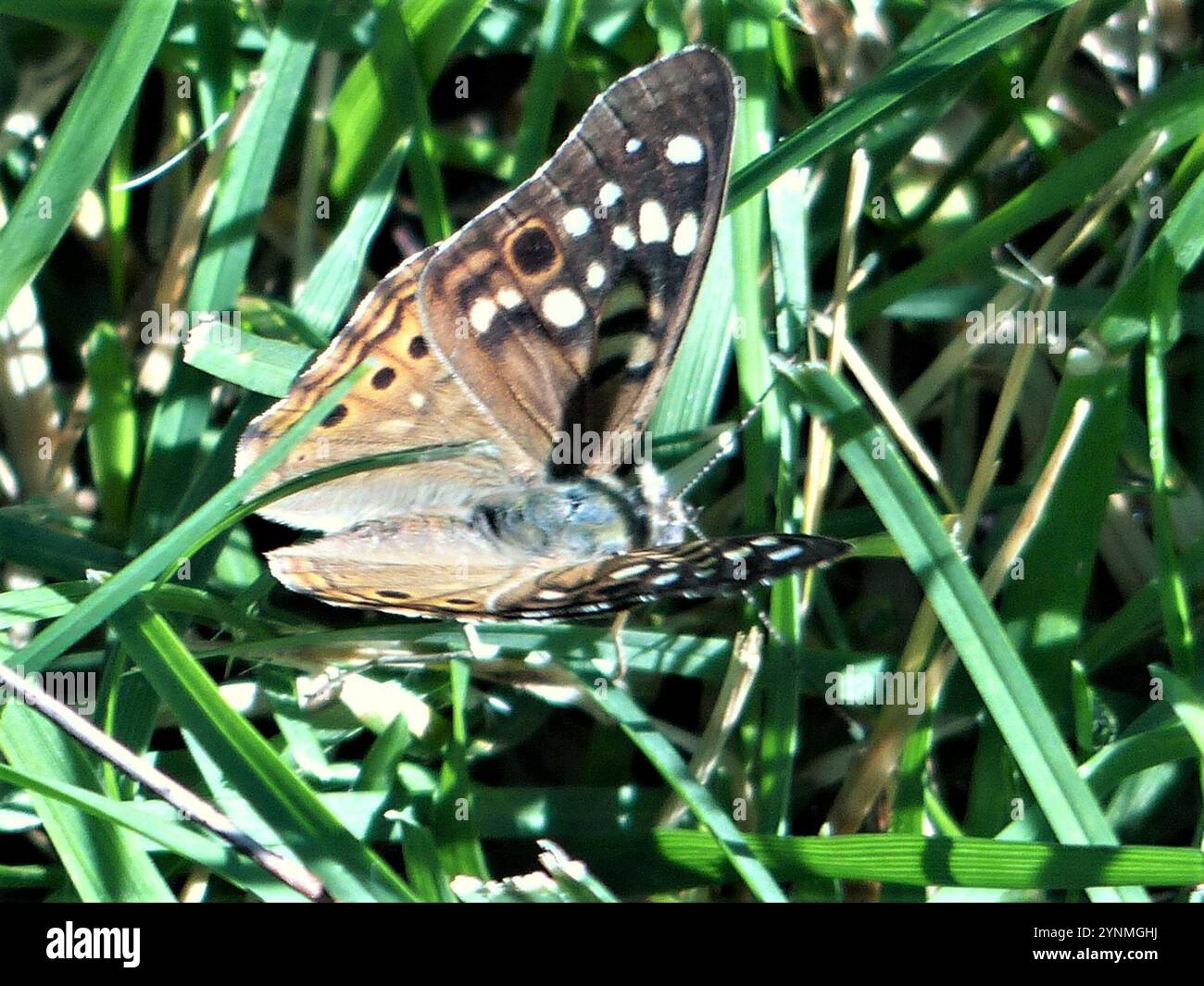 Hackberry Emperor (Asterocampa celtis Stock Photo - Alamy