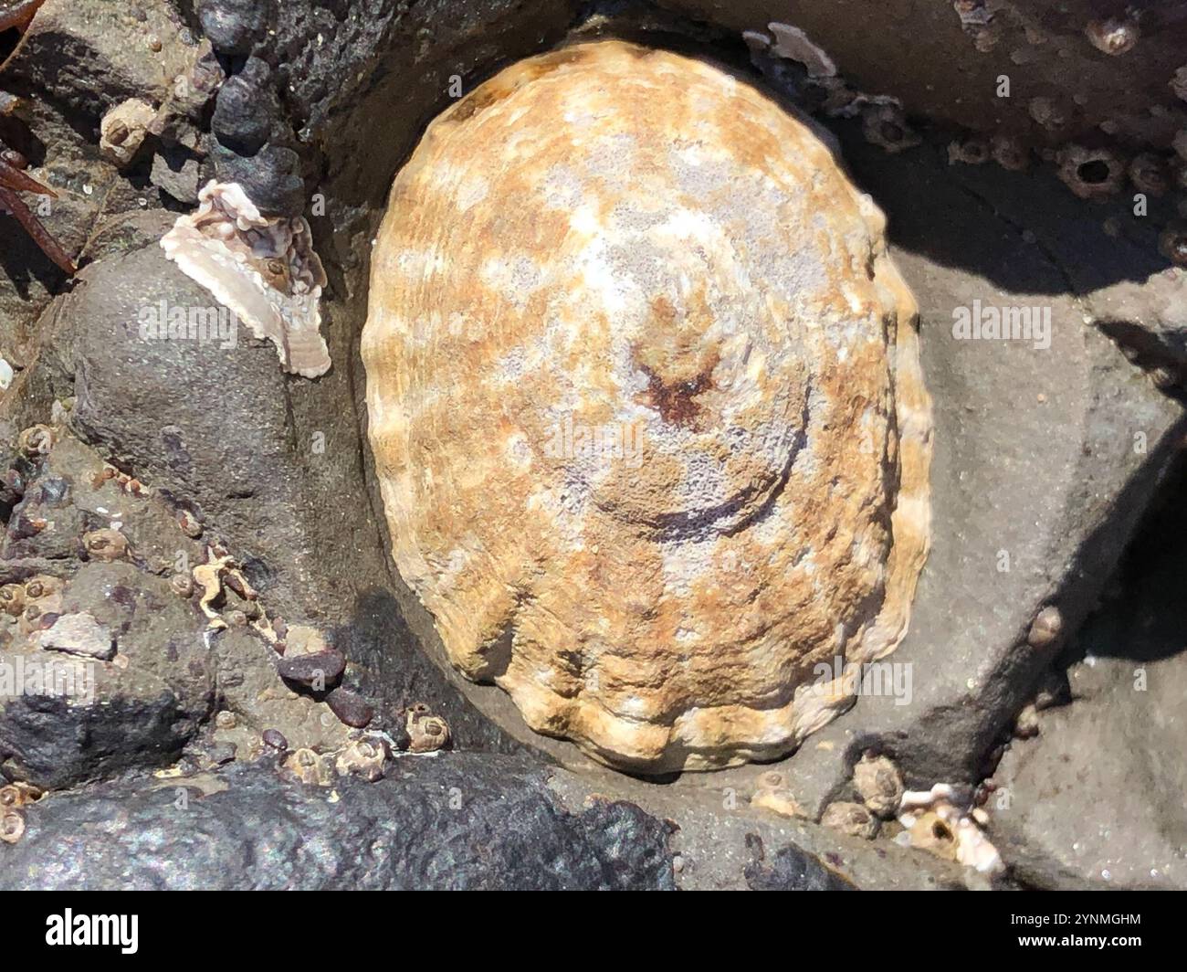 Shield limpet hi-res stock photography and images - Alamy