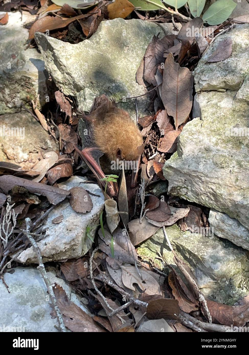 Tricolored Bat (Perimyotis subflavus Stock Photo - Alamy