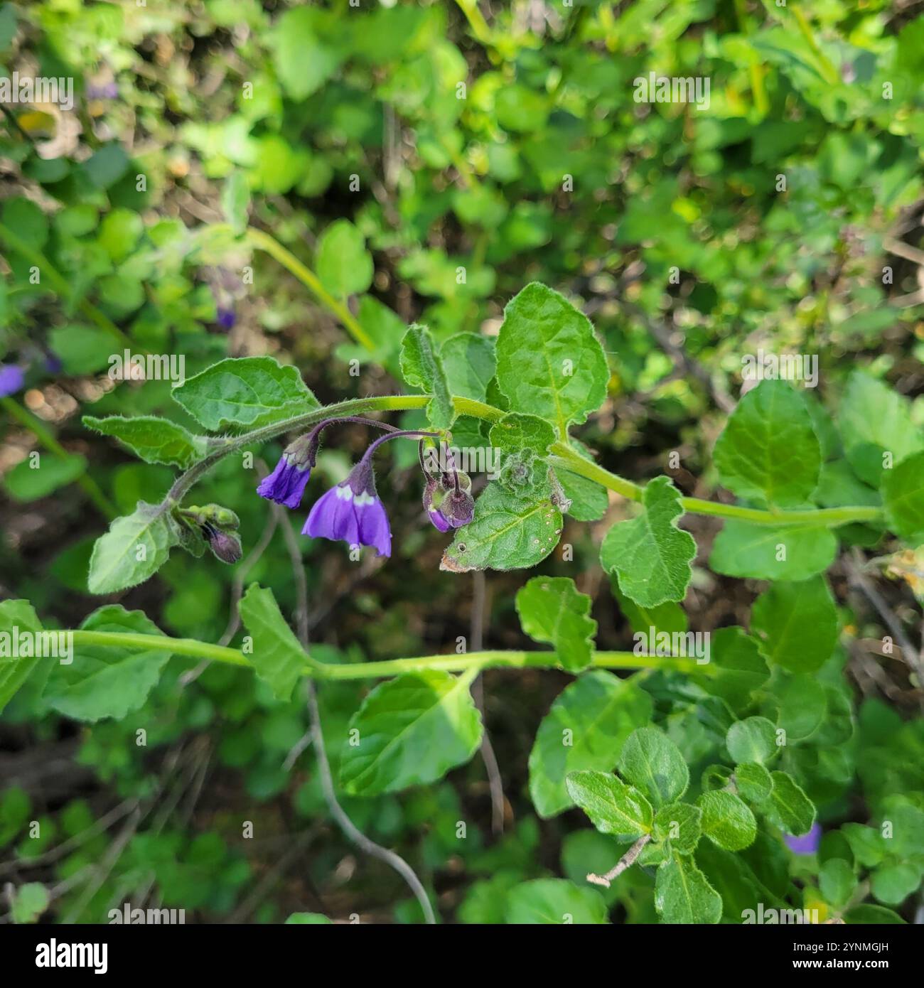purple nightshade (Solanum xanti Stock Photo - Alamy