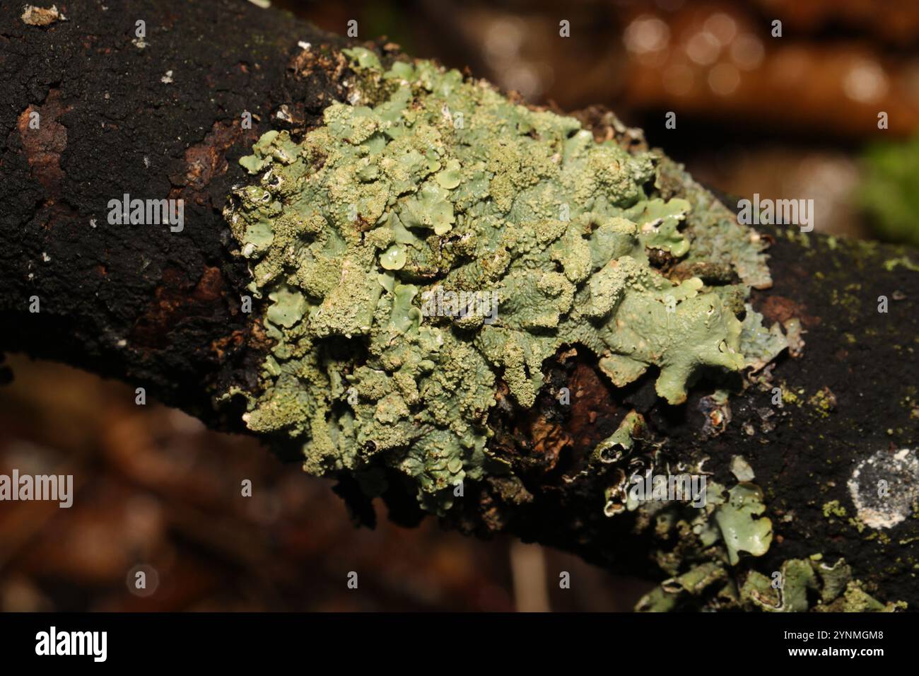 common greenshield lichen (Flavoparmelia caperata Stock Photo - Alamy