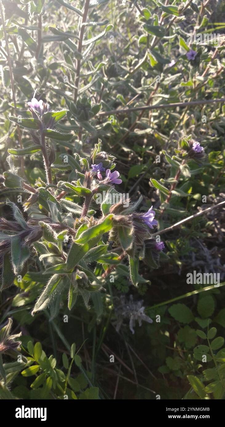 strigose alkanet (Alkanna strigosa Stock Photo - Alamy