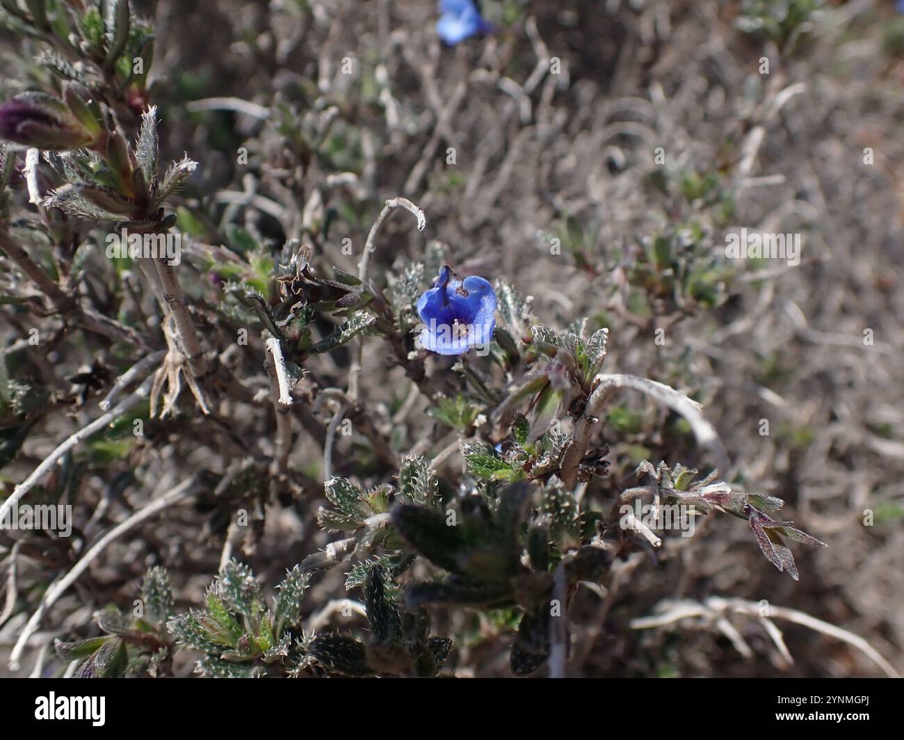 Shrubby Gromwell (Lithodora hispidula hispidula Stock Photo - Alamy
