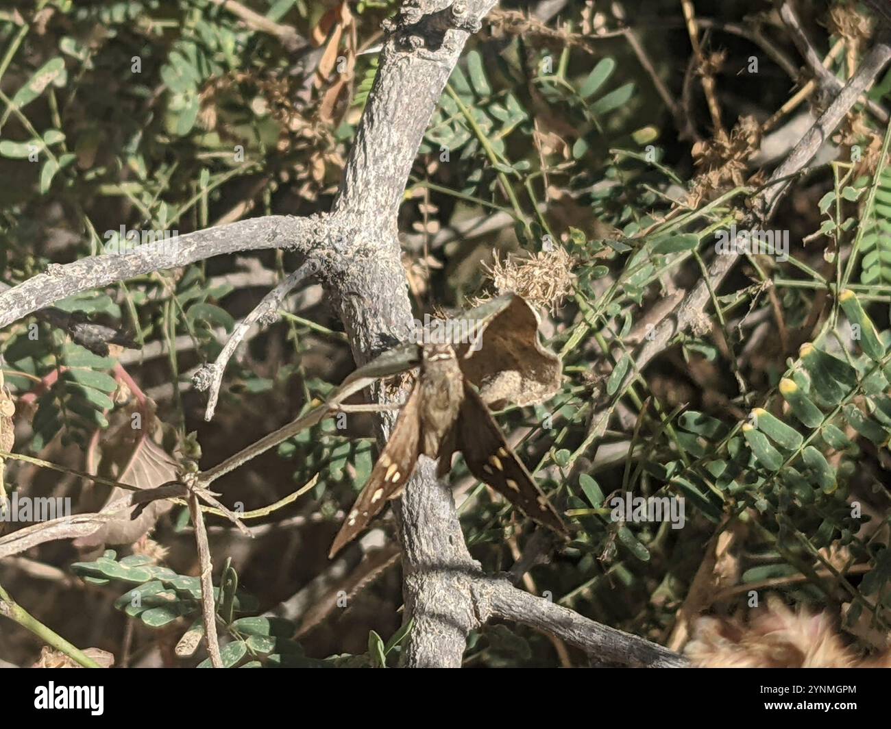 (Thorybes dorantes calafia Stock Photo - Alamy