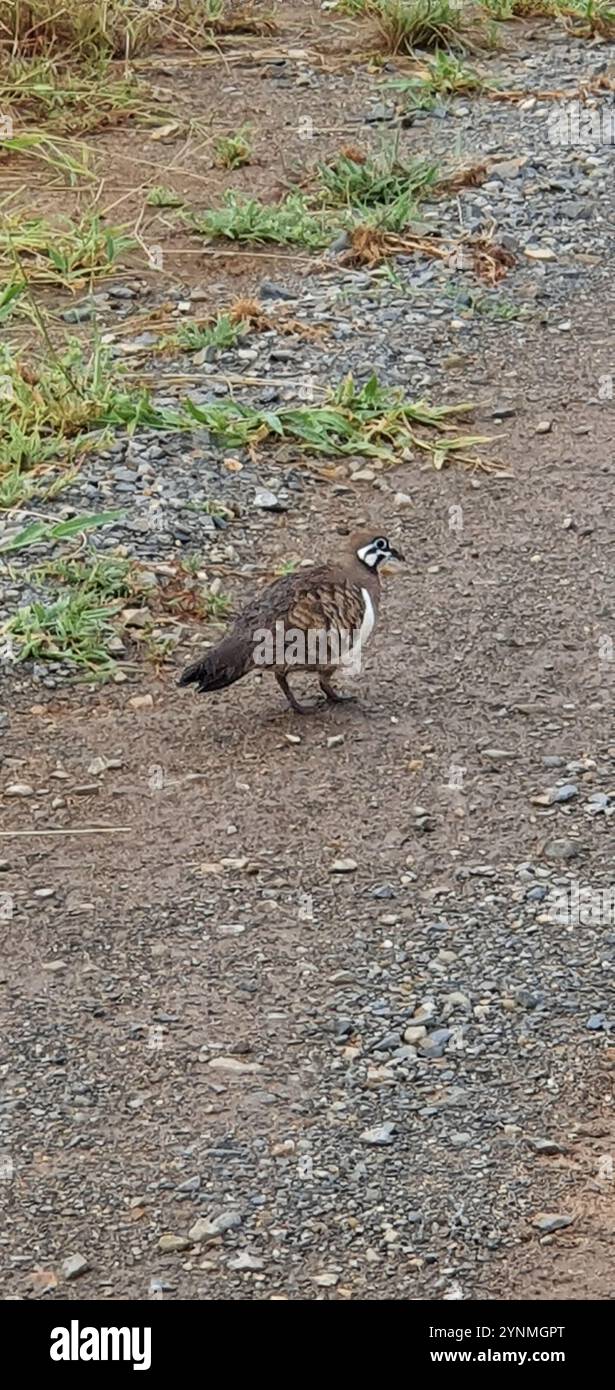 Squatter Pigeon (Geophaps scripta Stock Photo - Alamy
