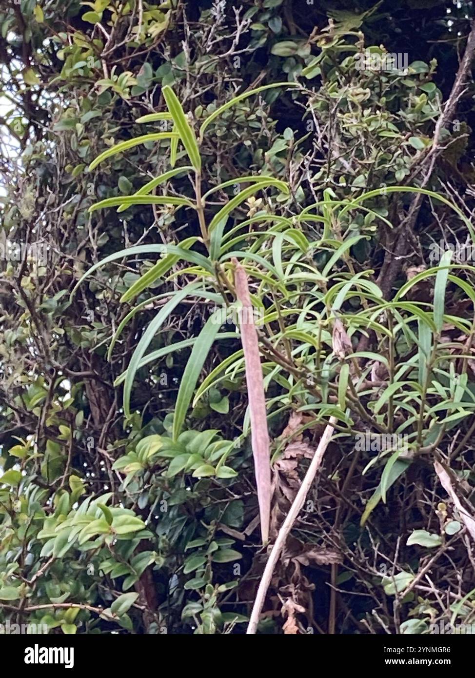 New Zealand jasmine (Parsonsia capsularis Stock Photo - Alamy