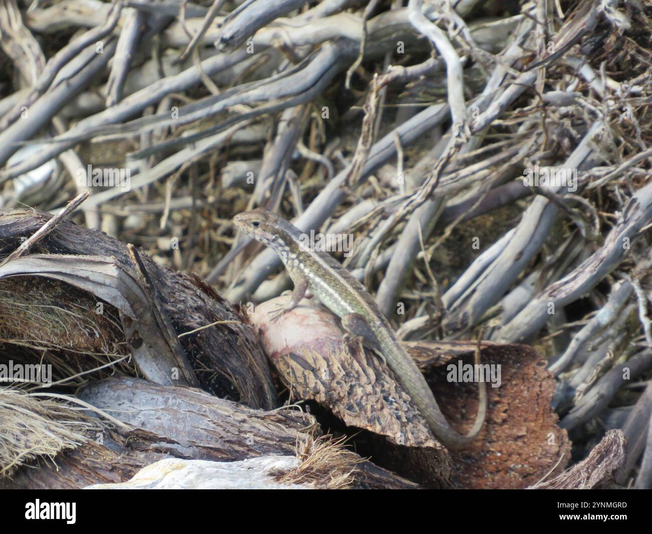 Haitian Curlytail Lizard (Leiocephalus personatus Stock Photo - Alamy