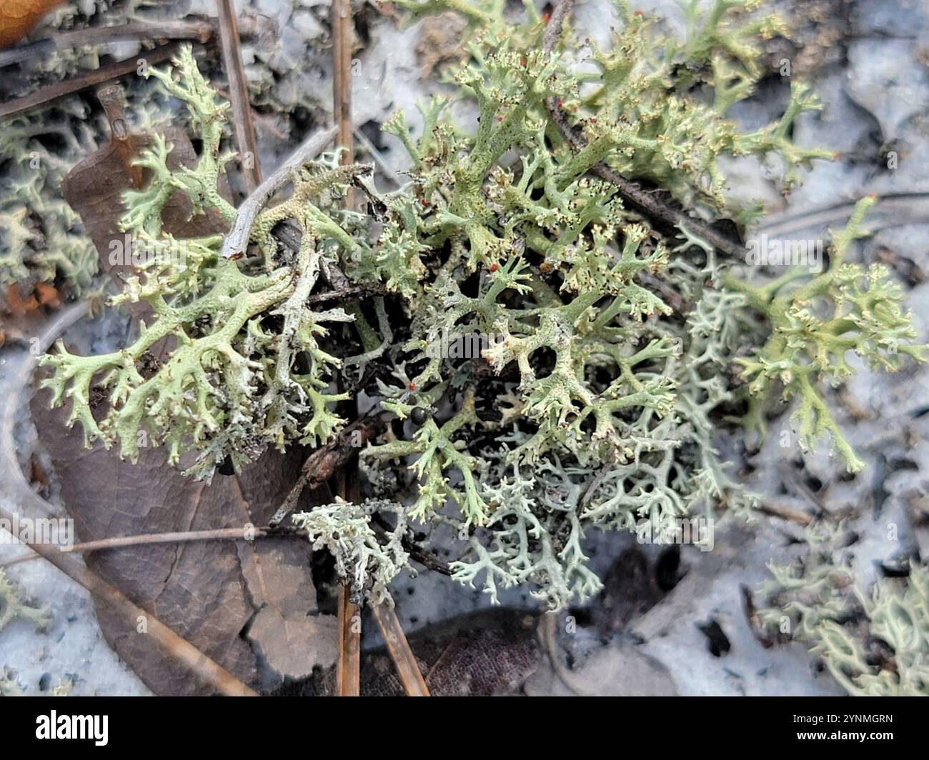 Jester Lichen (Cladonia leporina Stock Photo - Alamy