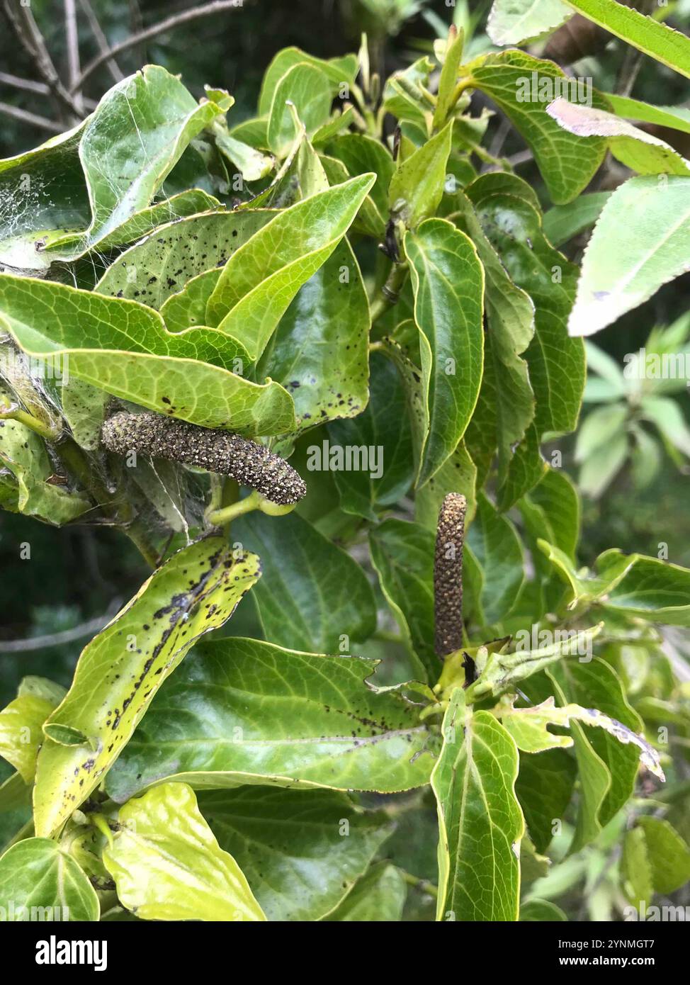 pepper plants (Piper Stock Photo - Alamy