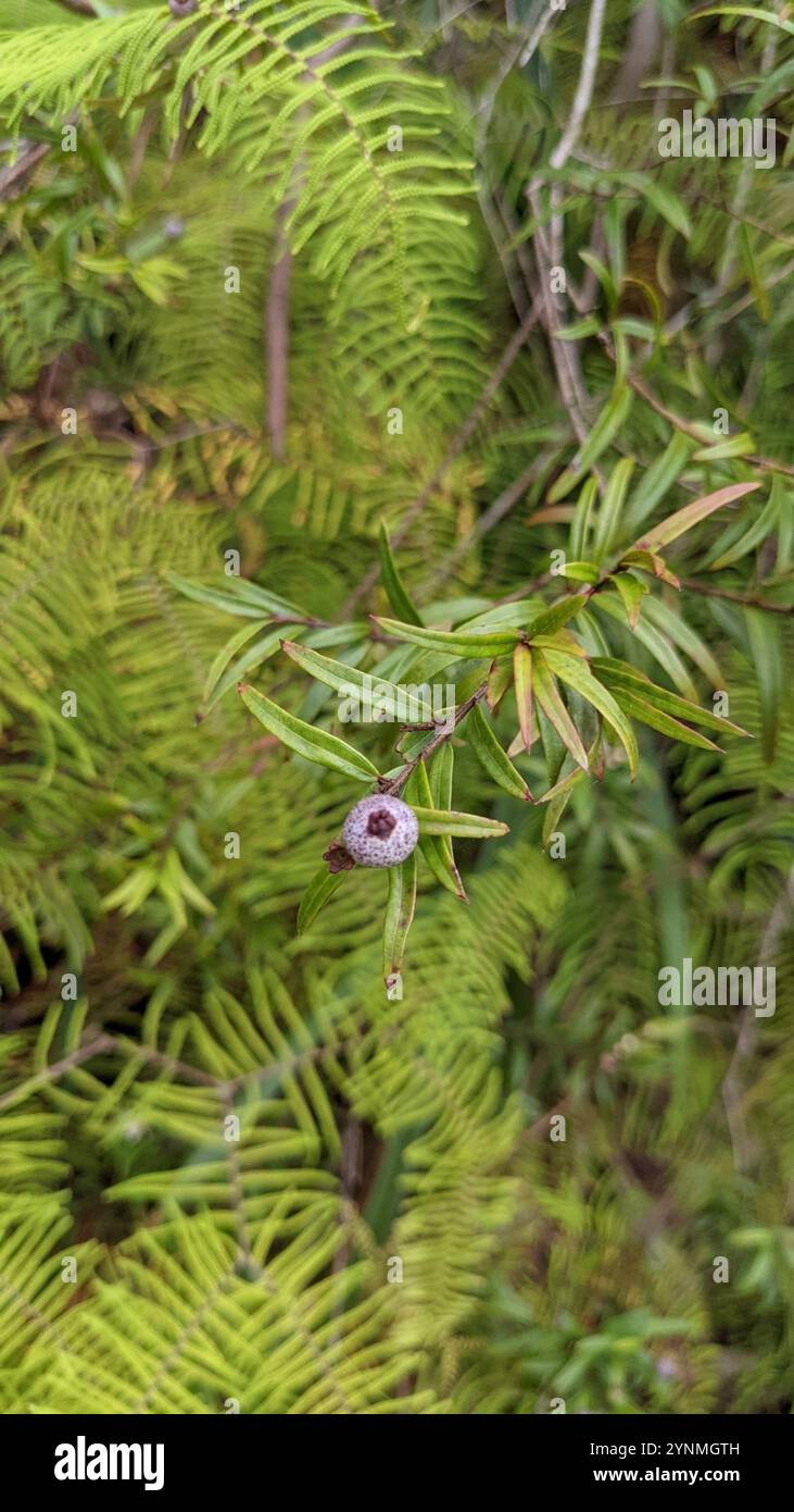 Narrow-leaf Myrtle (Austromyrtus tenuifolia Stock Photo - Alamy