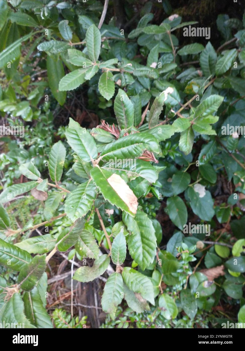 Tanoak (Notholithocarpus densiflorus Stock Photo - Alamy