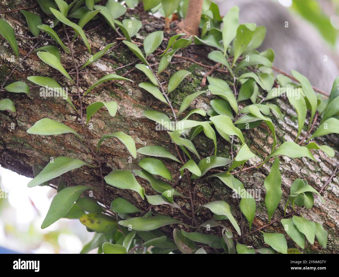 Lanceleaf Tongue Fern (Pyrrosia lanceolata Stock Photo - Alamy