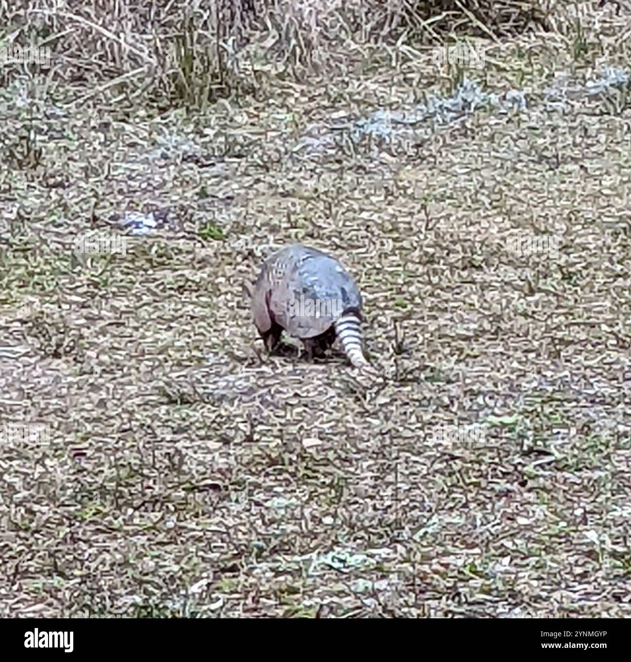 Nine-banded Armadillo (Dasypus novemcinctus Stock Photo - Alamy