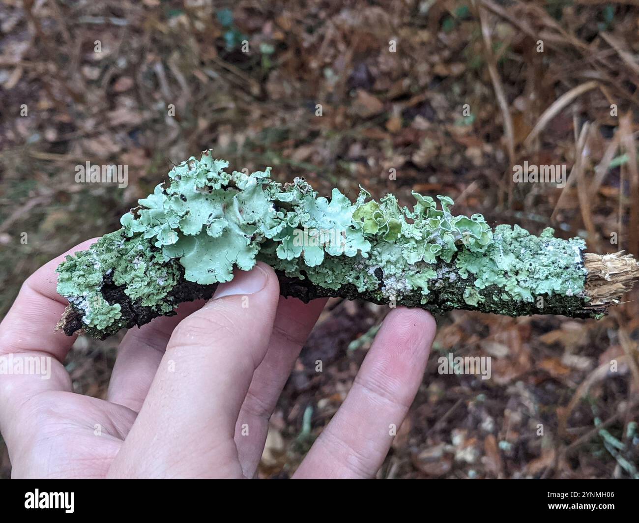 Ruffle Lichens (Parmotrema Stock Photo - Alamy