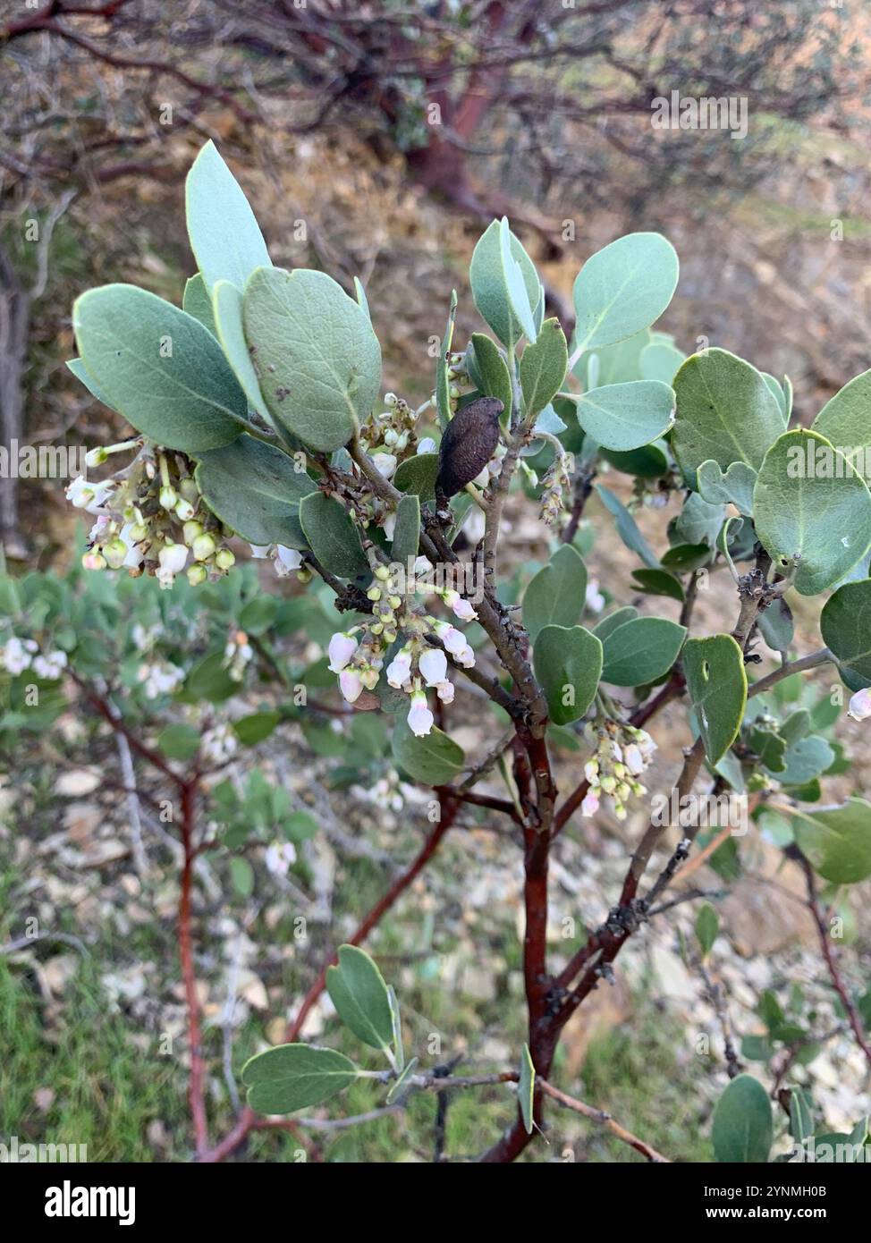 Common Manzanita (Arctostaphylos manzanita Stock Photo - Alamy